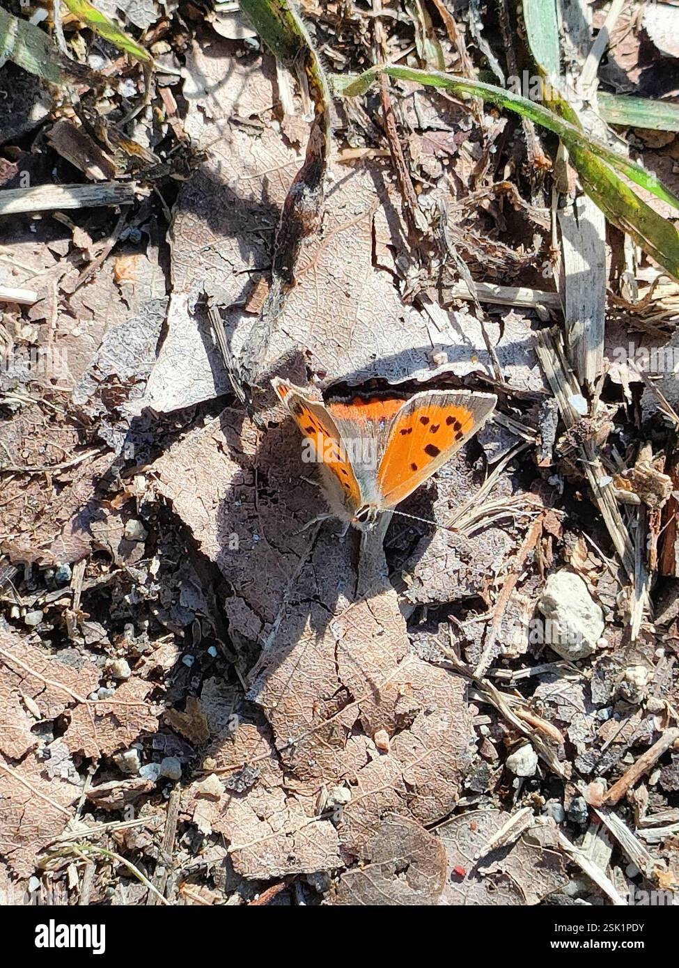 Small Copper (Lycaena phlaeas), Insecta, 28062 Cameri NO, Italia Stock ...