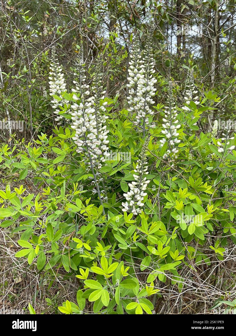 white wild indigo (Baptisia alba), Plantae, Leon County, FL, USA Stock ...