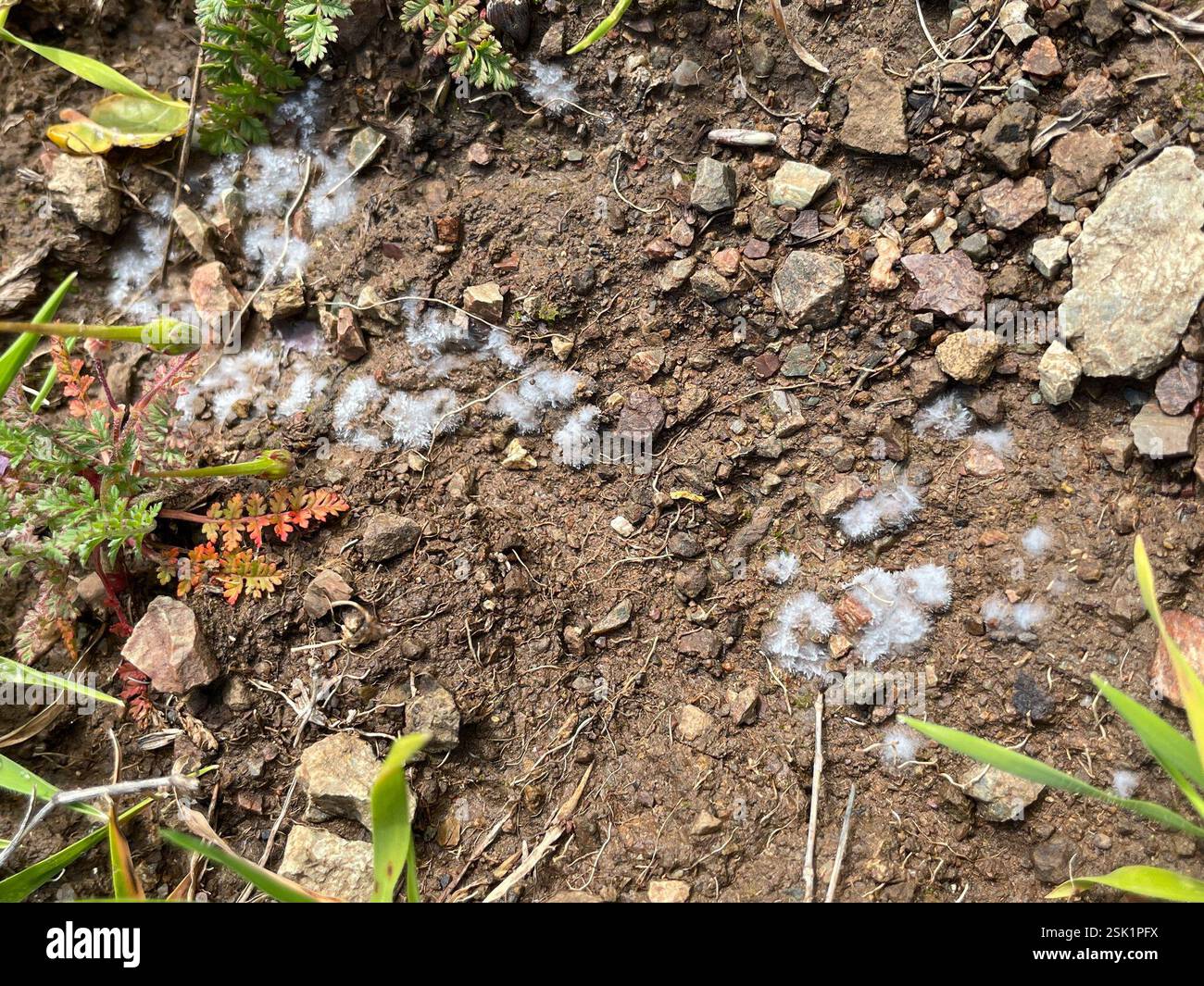 (Chromelosporium), Fungi, Via Laguna Vista, San Luis Obispo, CA, US ...