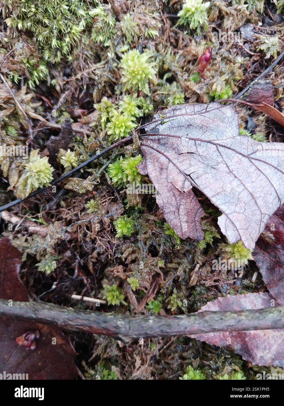 joint-toothed mosses (Bryopsida), Plantae, Bowie Stock Photo - Alamy