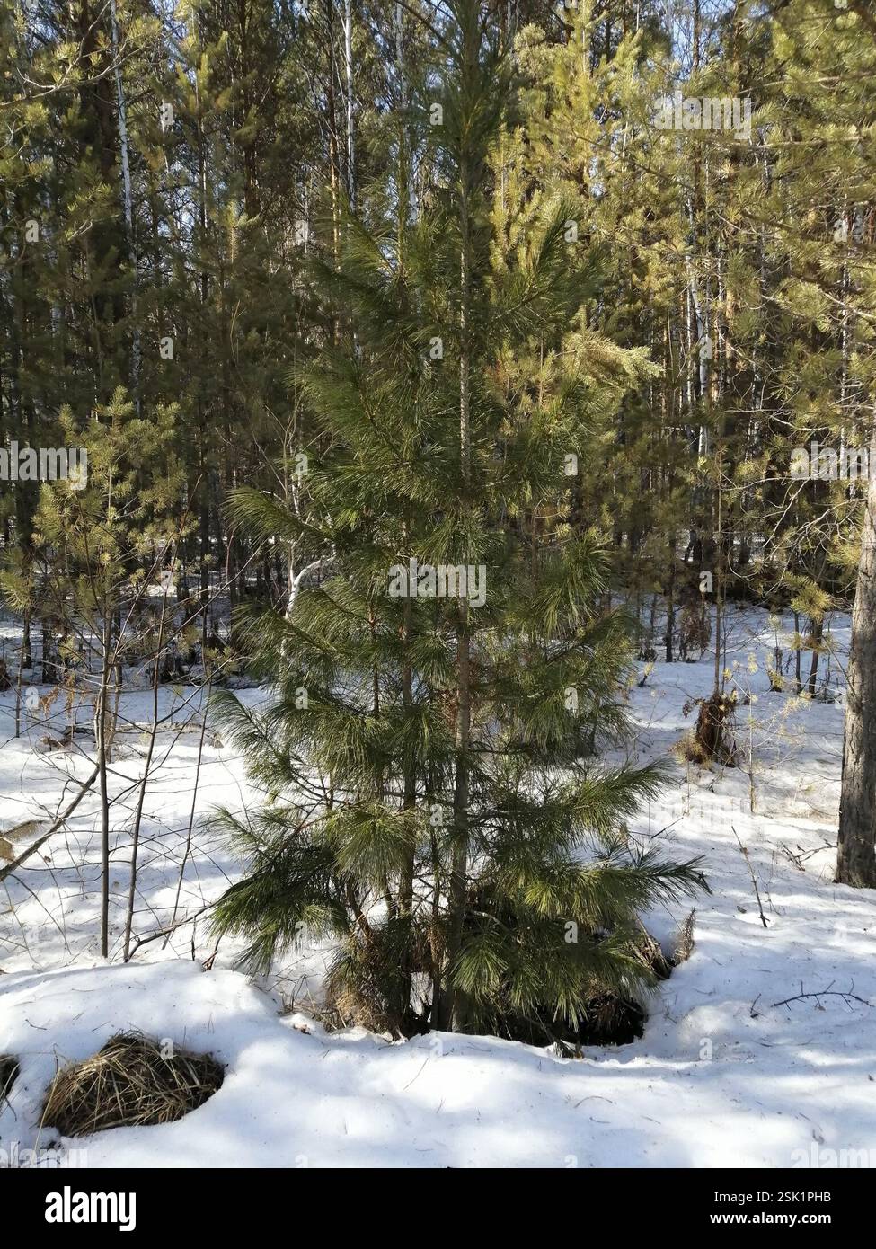 Siberian pine (Pinus sibirica), Plantae, Иркутская обл., Россия, 665490 ...