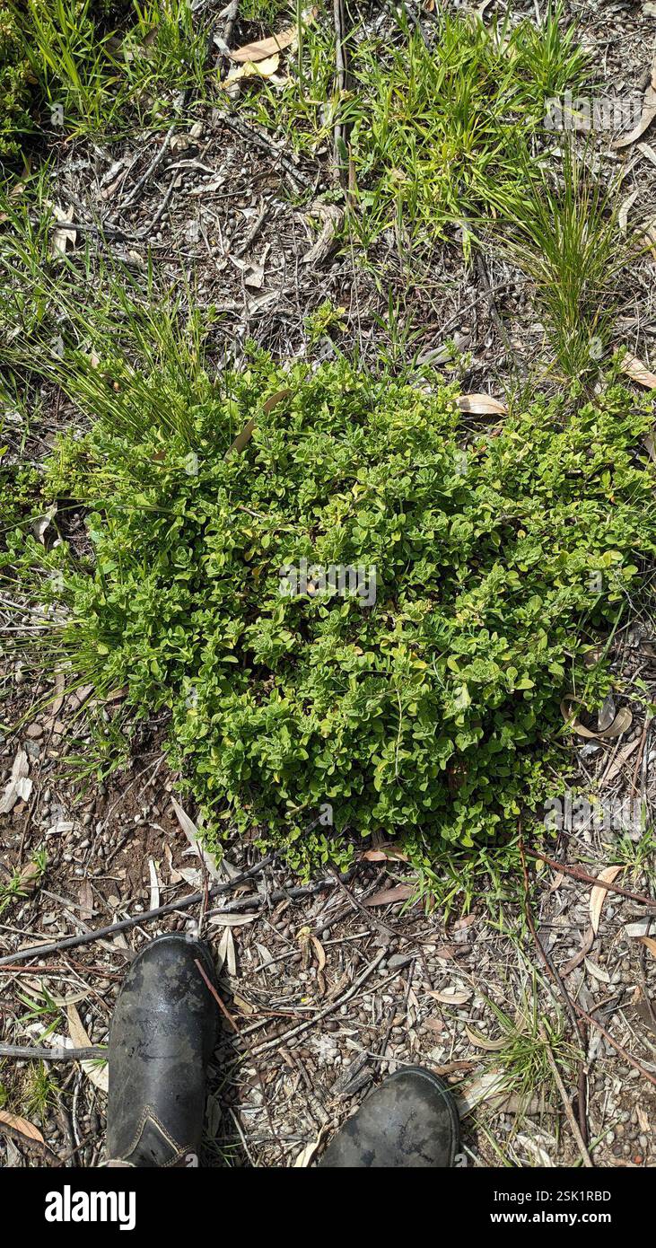 Coastal Galenia (Aizoon pubescens), Plantae, Westwood, Los Angeles, CA, USA Stock Photo - Alamy