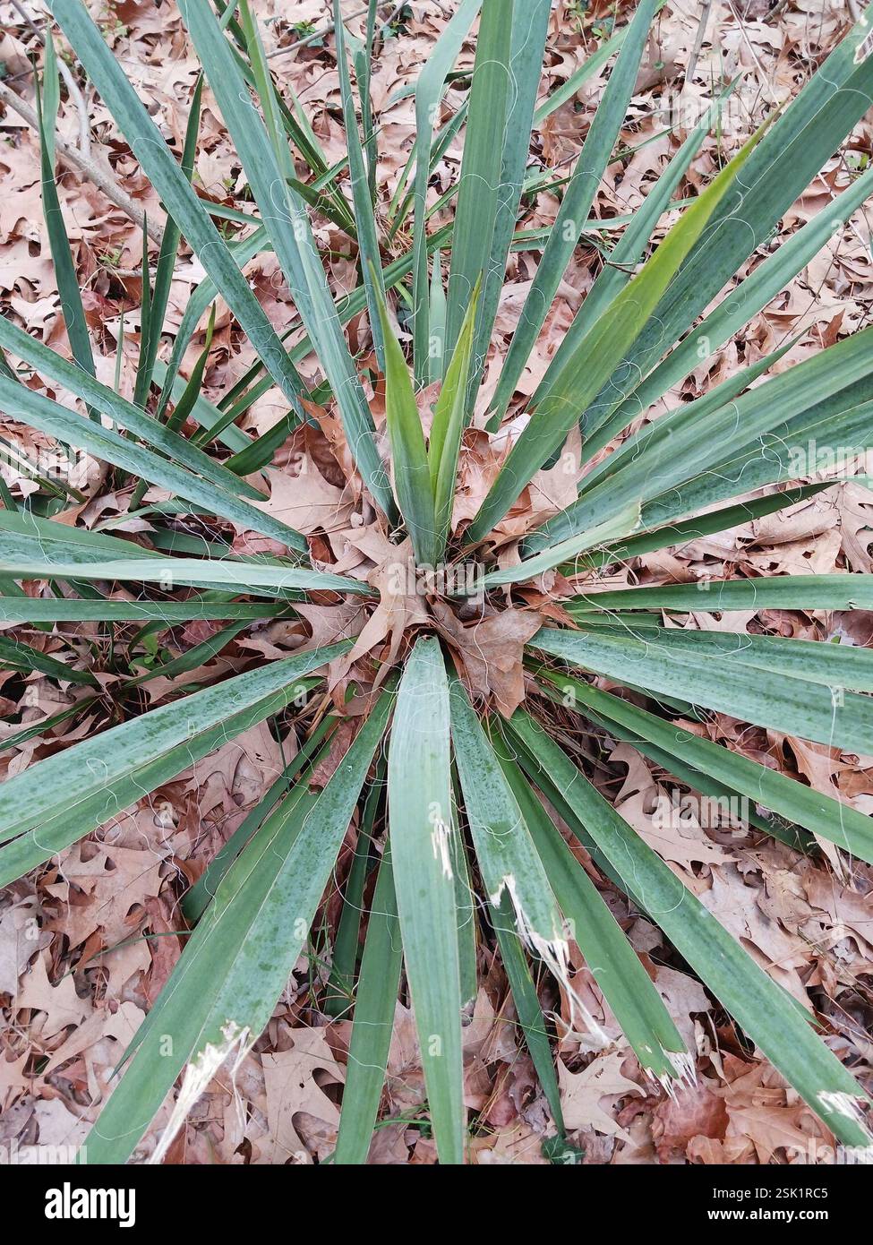 common yucca (Yucca filamentosa), Plantae, Saint Michaels Stock Photo ...