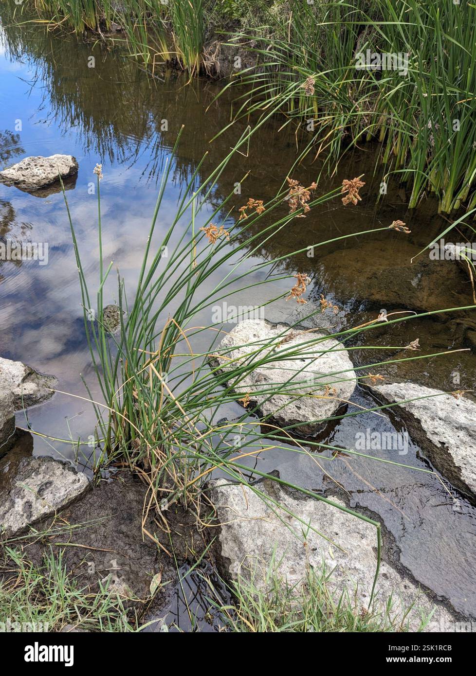 soft-stemmed bulrush (Schoenoplectus tabernaemontani), Plantae ...