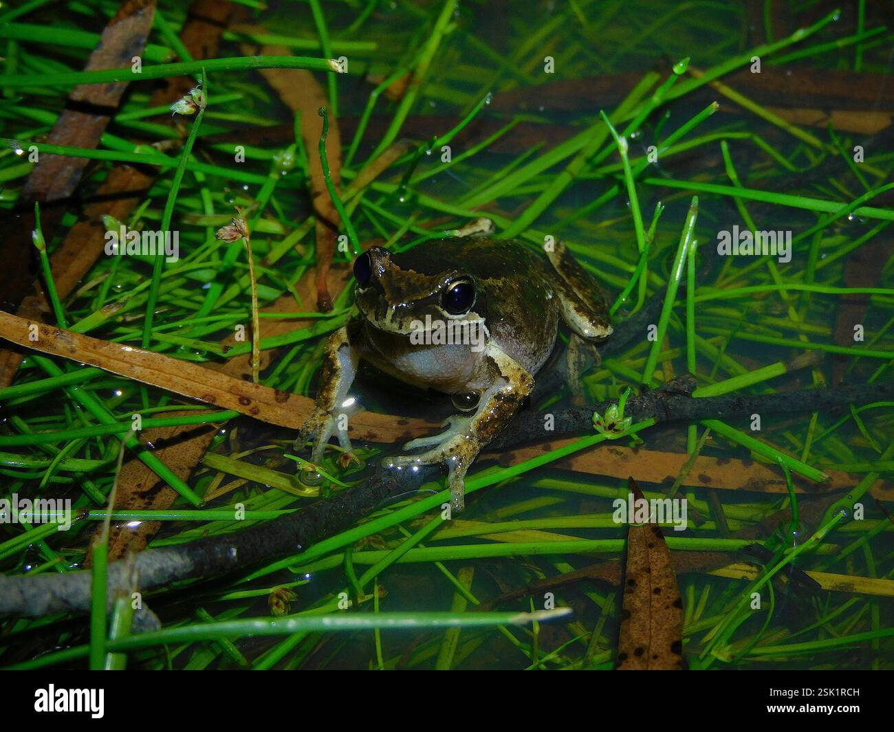 Brown Tree Frog (Litoria ewingii), Amphibia, Hobart TAS, Australia ...