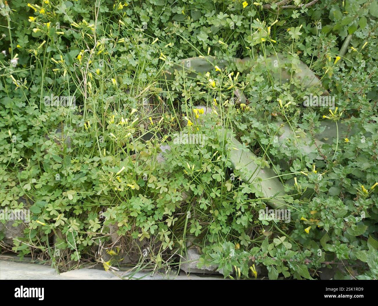 Bermuda buttercup (Oxalis pes-caprae), Plantae, Saqwi, Mġarr, Malta Stock Photo - Alamy