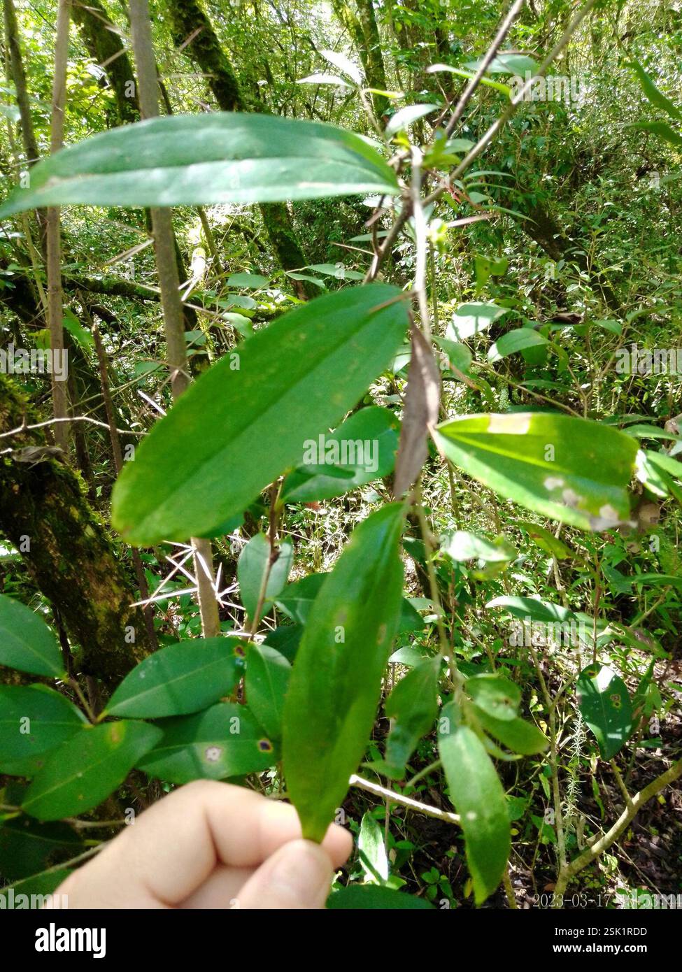 (Dasyphyllum spinescens), Plantae, 37000 Departamento de Cerro Largo ...
