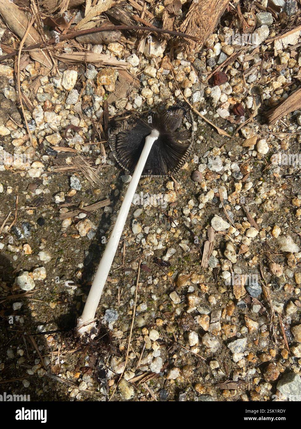Brittlestems and Allies (Psathyrellaceae), Fungi, Waterfront Dr, Los ...