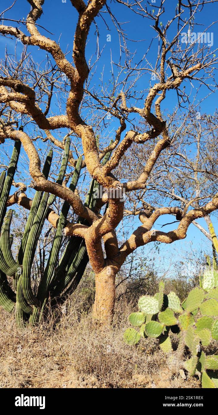 elephant tree (Bursera microphylla), Plantae, La Paz, MX-BS, MX Stock ...