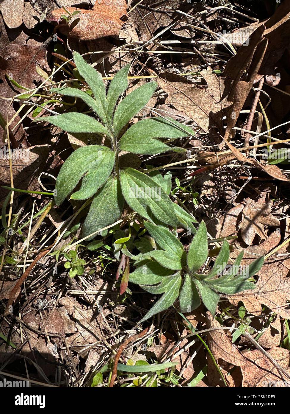 thompson's waterleaf (Hydrophyllum capitatum thompsonii), Plantae ...