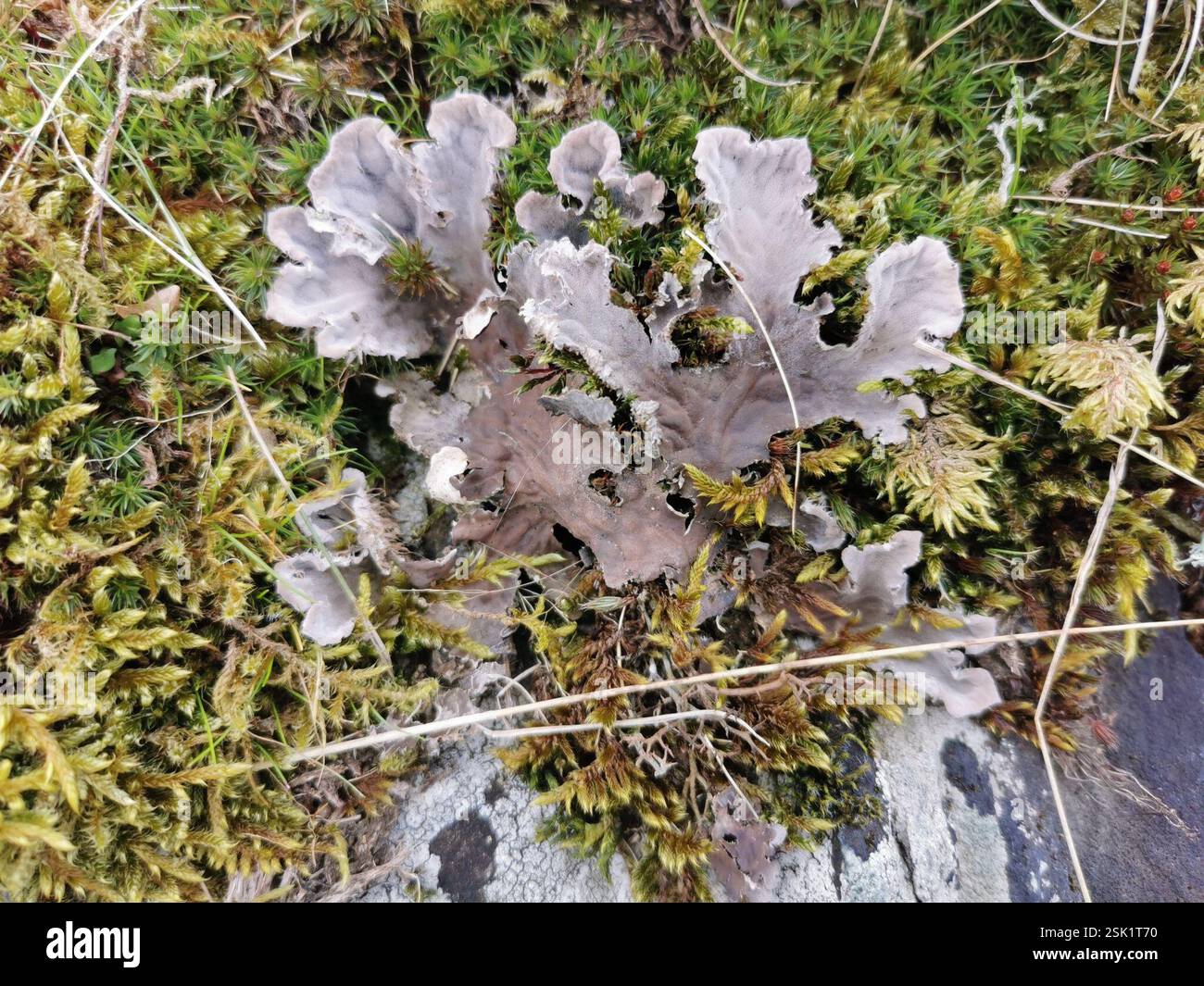 pelt lichens (Peltigera), Fungi, Braithwaite, Keswick CA12 5SX, UK ...
