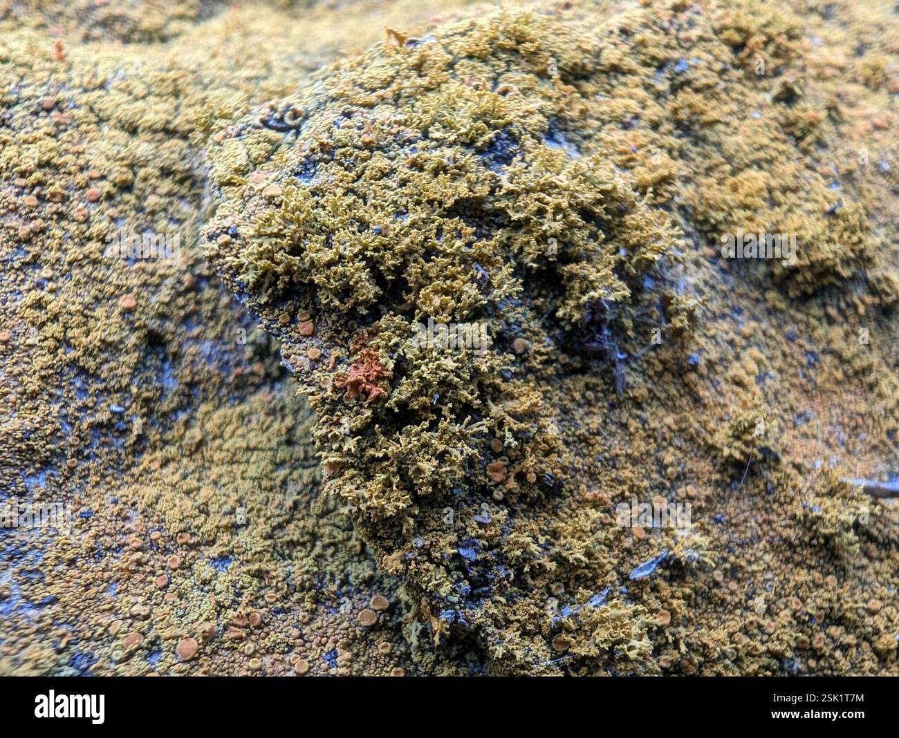 Shrubby Sunburst Lichen (Polycauliona candelaria), Fungi, Vancouver, BC ...