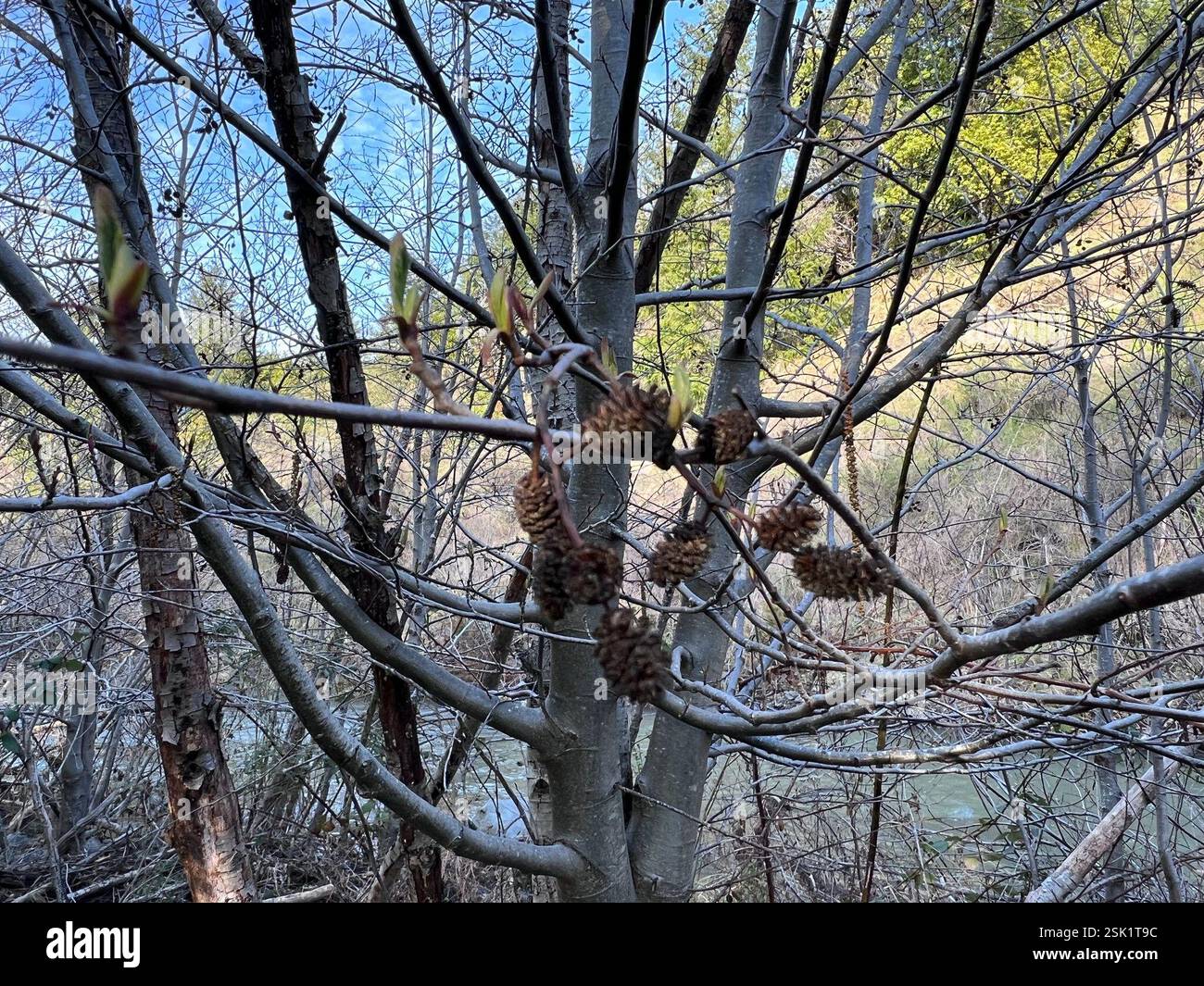 white alder (Alnus rhombifolia), Plantae, Lower Thomas Rd, Whitethorn ...