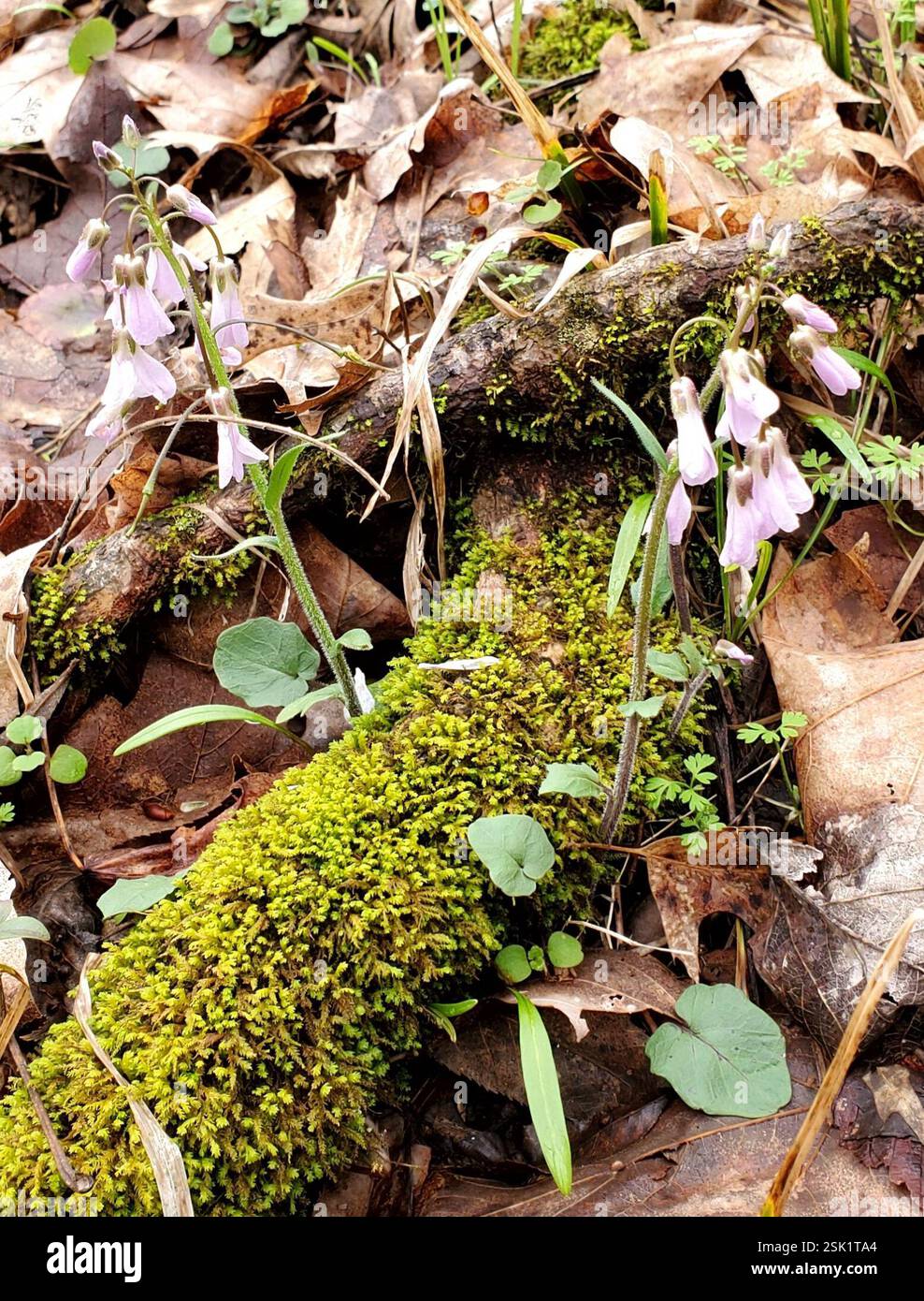 Purple Cress (Cardamine douglassii), Plantae, Lexington, KY 40515, USA ...