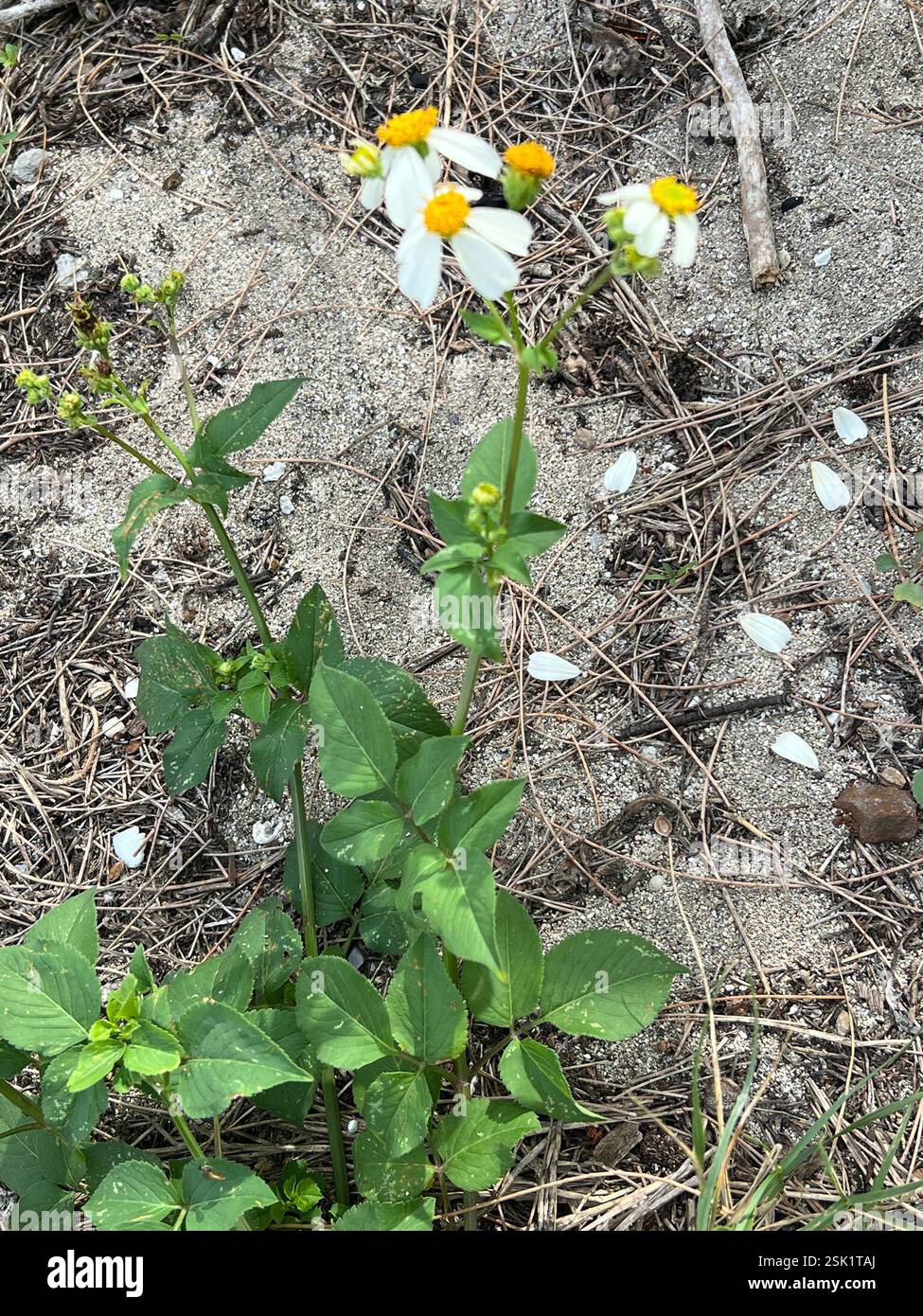 White beggarticks (Bidens alba), Plantae, Oʻahu, Waialua, HI, US Stock ...
