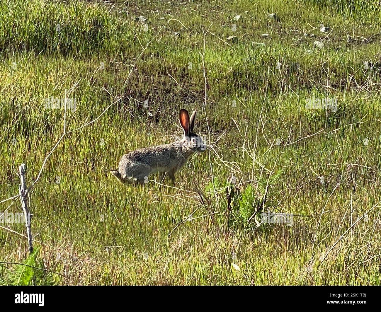 Black-tailed Jackrabbit (Lepus californicus), Mammalia, Hayward ...