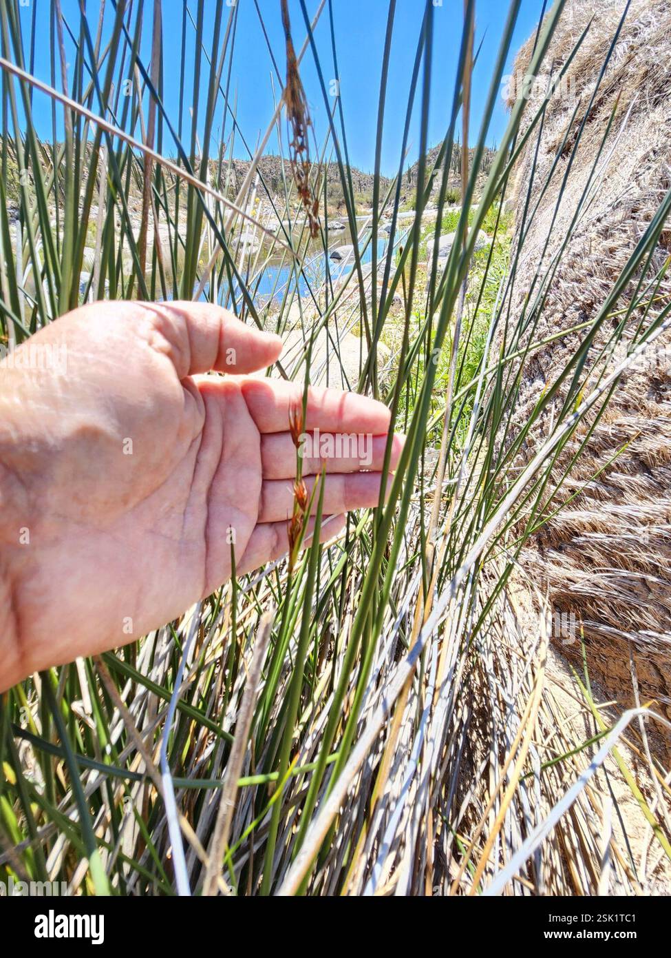 Southwestern Spiny Rush (Juncus acutus leopoldii), Plantae, Ensenada ...