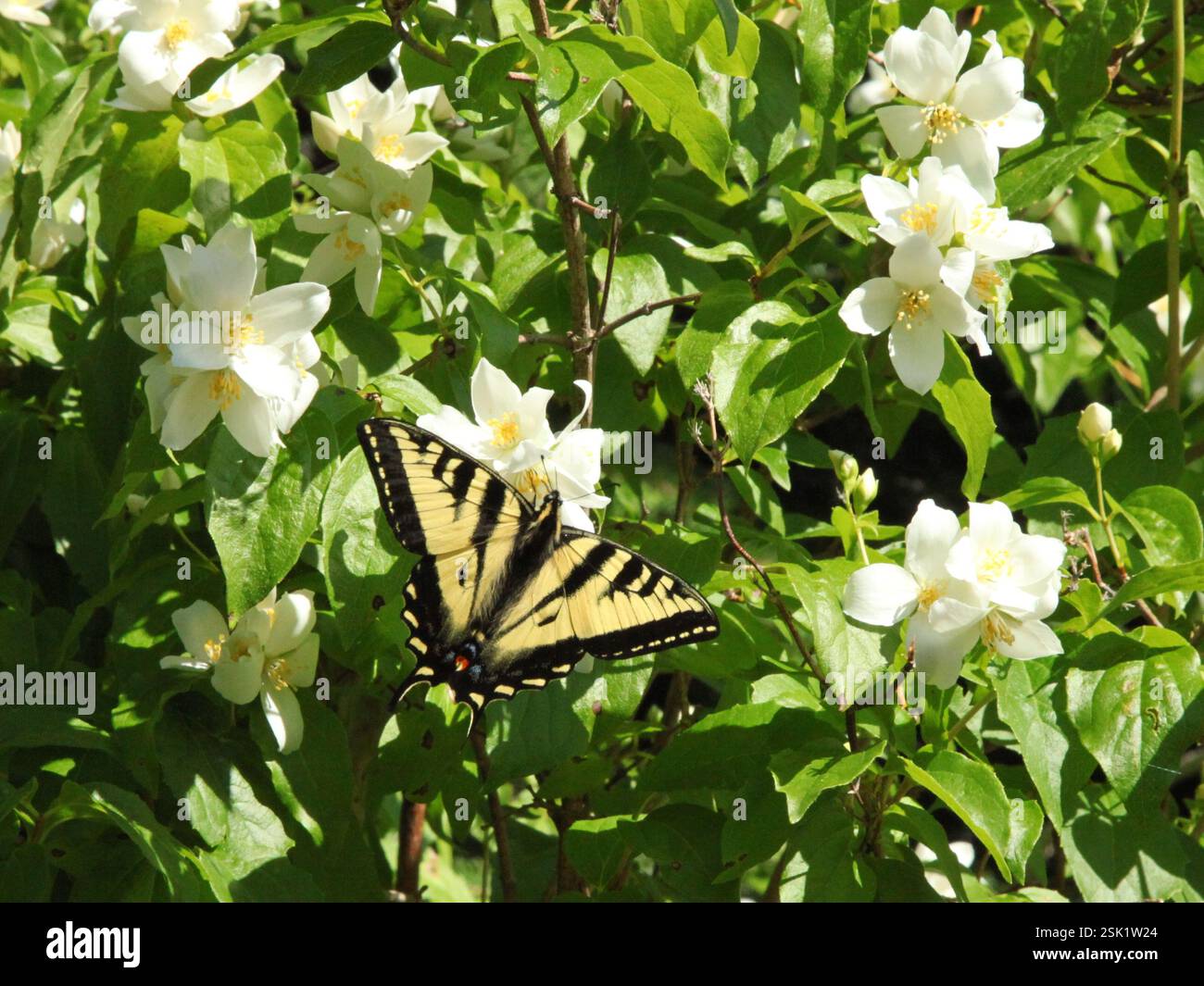 Western Tiger Swallowtail (Papilio rutulus) on Mock Orange / Syringa ...