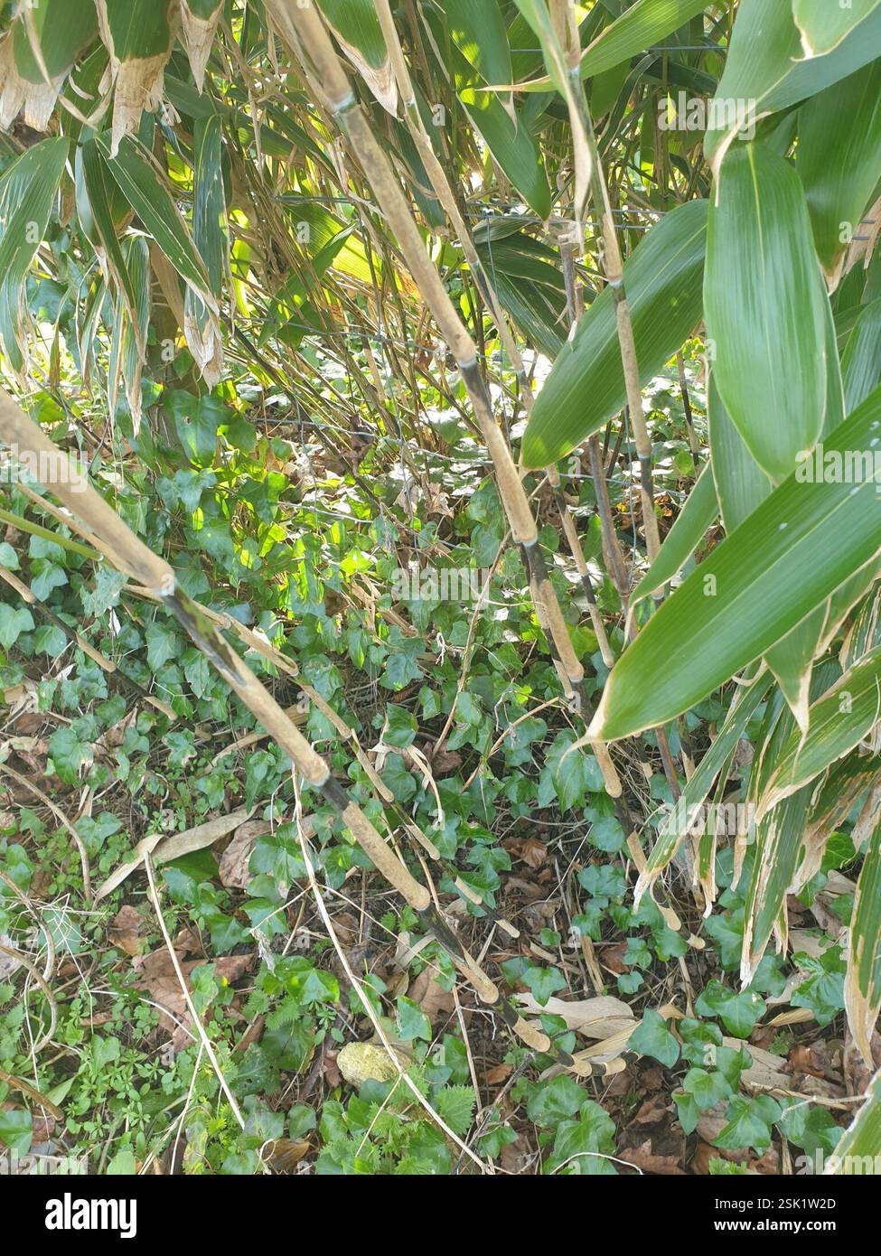 Broad-leaved Bamboo (Sasa palmata), Plantae, Whithorn, Newton Stewart ...