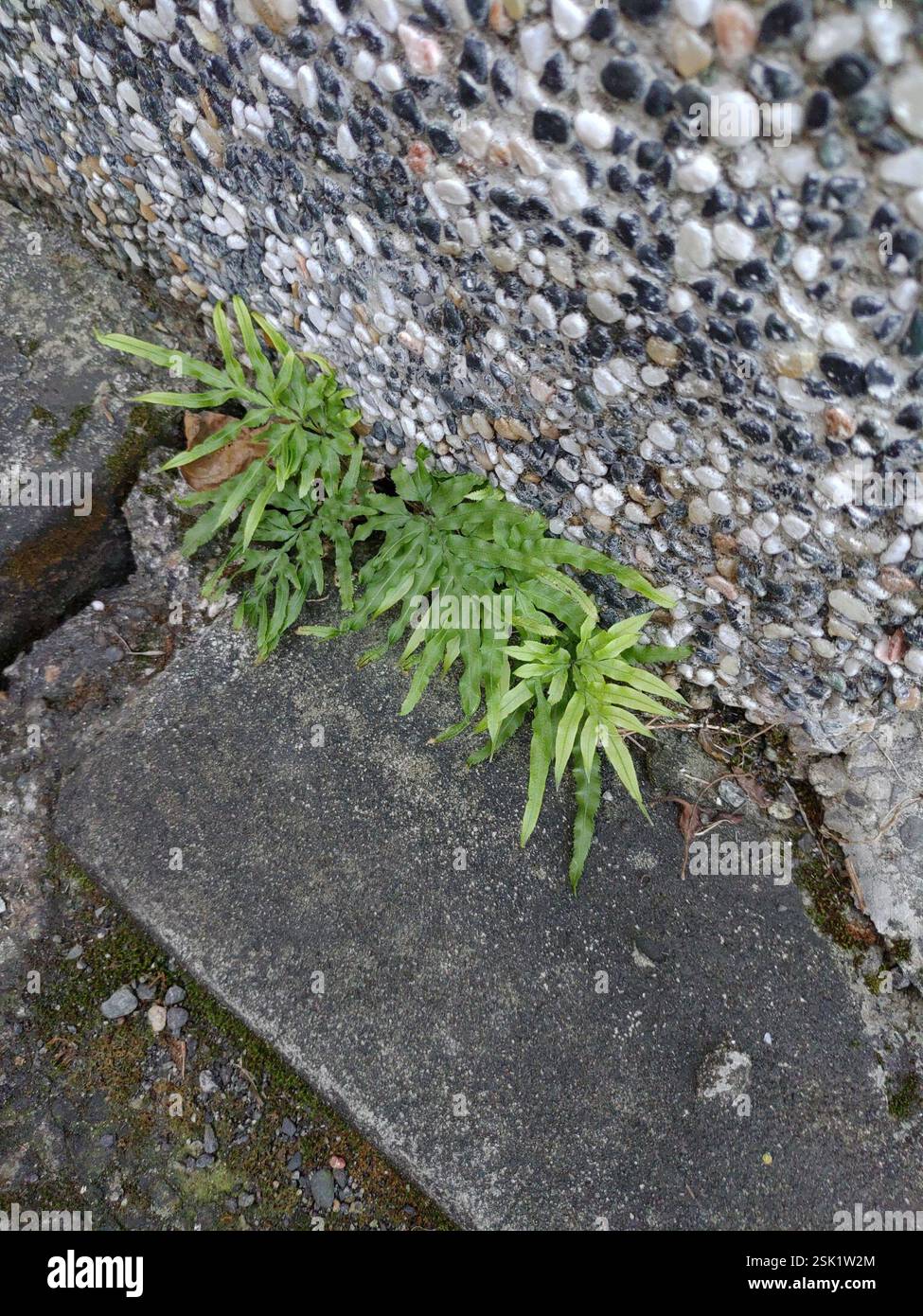 spider brake (Pteris multifida), Plantae, 231, Taiwan, 新北市新店區福民里 Stock ...
