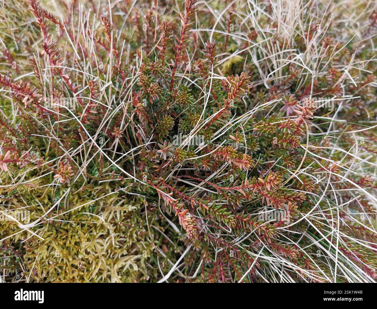 black crowberry (Empetrum nigrum), Plantae, Cockermouth CA13 9UD, UK ...