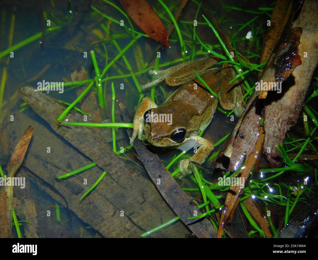 Brown Tree Frog (Litoria ewingii), Amphibia, Hobart TAS, Australia ...