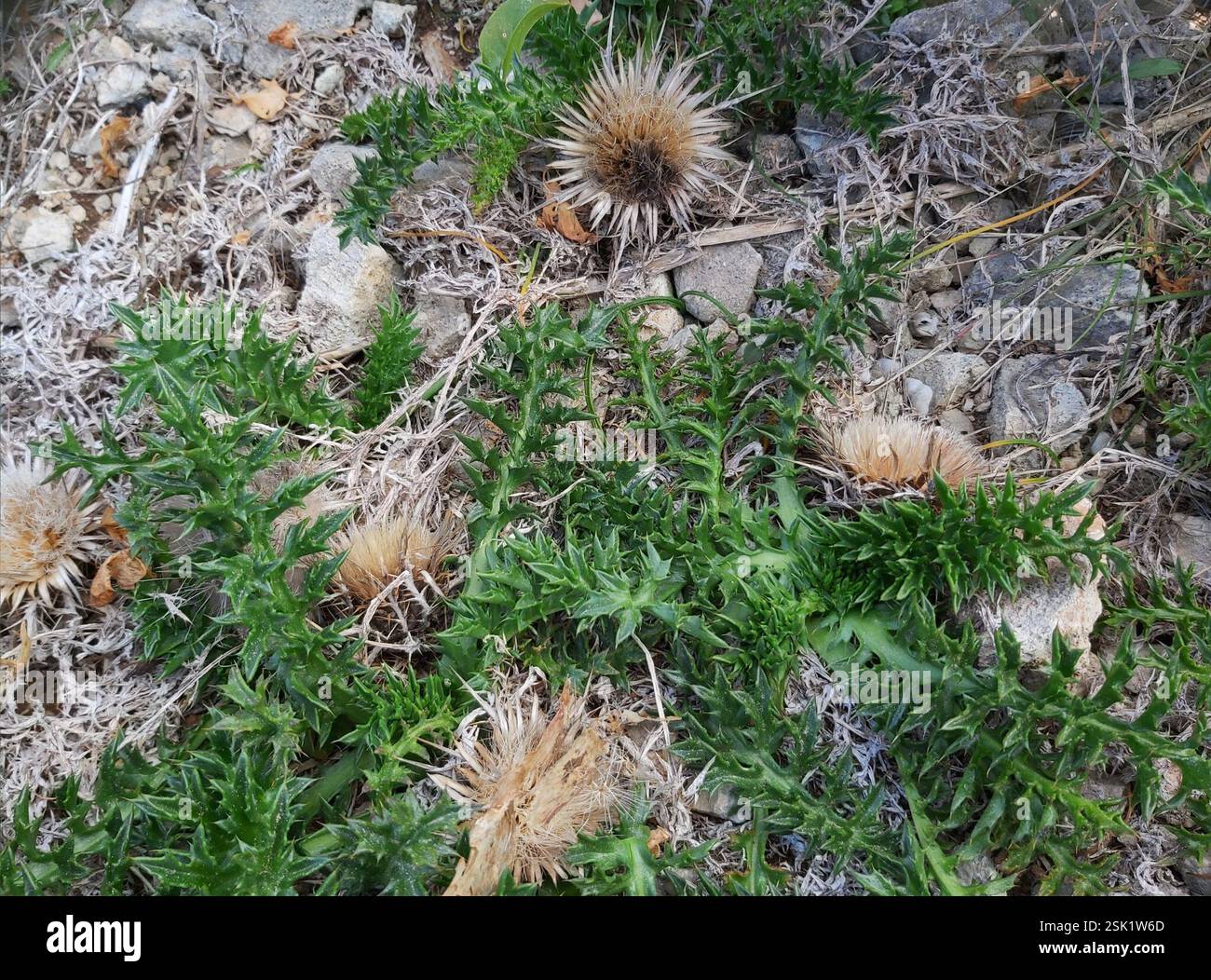 Pine Thistle (Chamaeleon gummifer), Plantae, X8GH+XCQ Għar Tuta ...