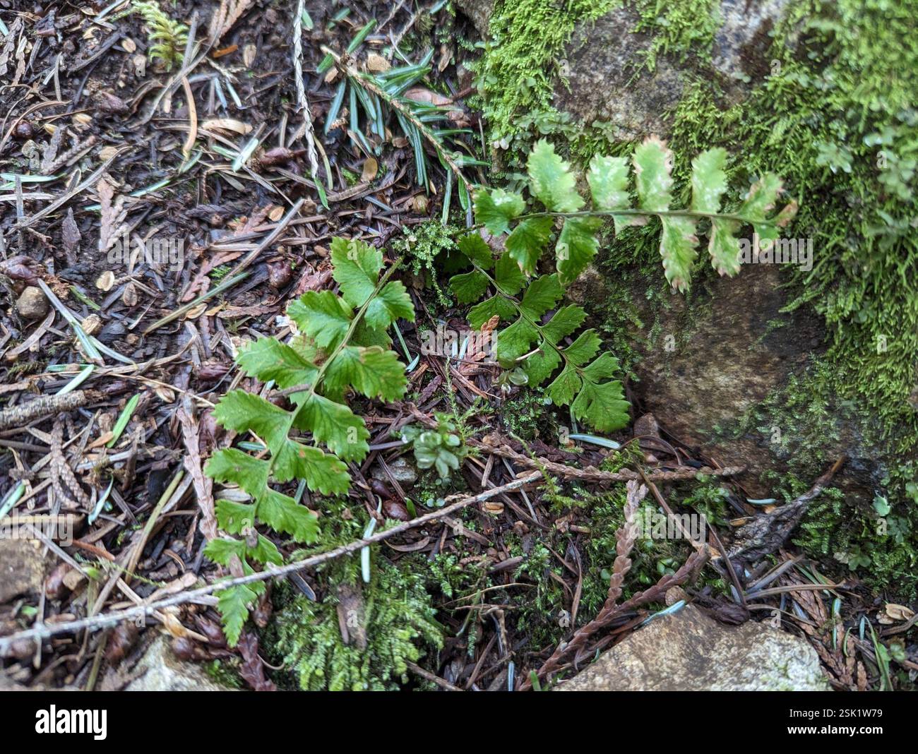 western sword fern (Polystichum munitum), Plantae, West Vancouver, BC ...