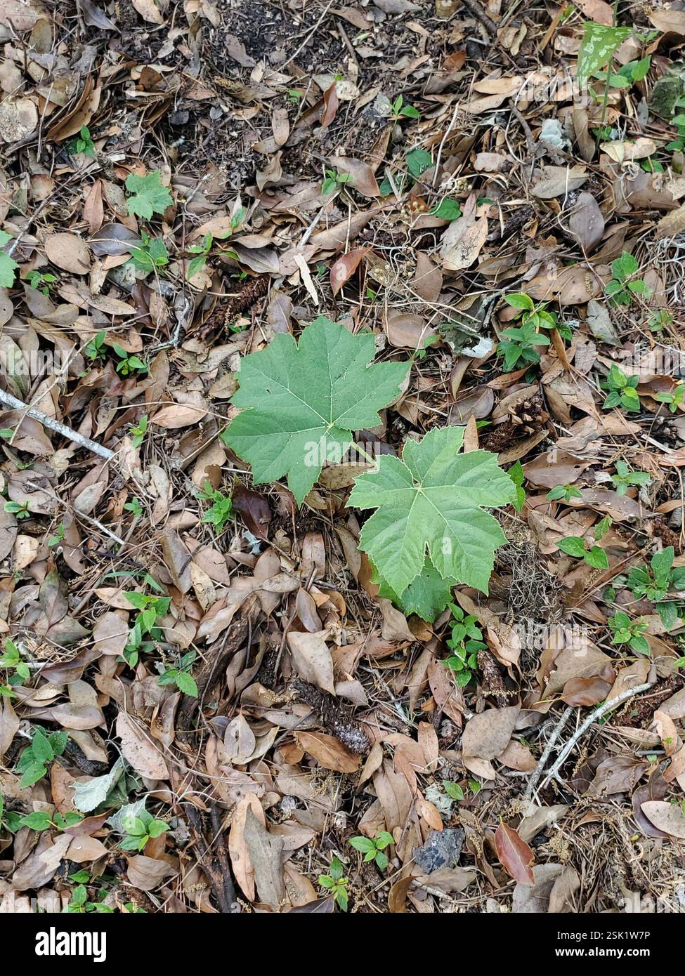 Rice paper plant (Tetrapanax papyrifer), Plantae, Alachua, Florida ...
