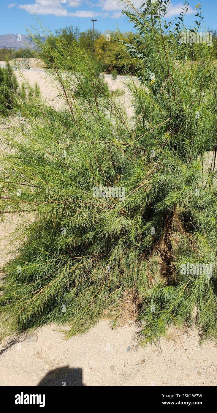 Singlewhorl Burrobrush (Ambrosia monogyra), Plantae, La Paz, MX-BS, MX ...