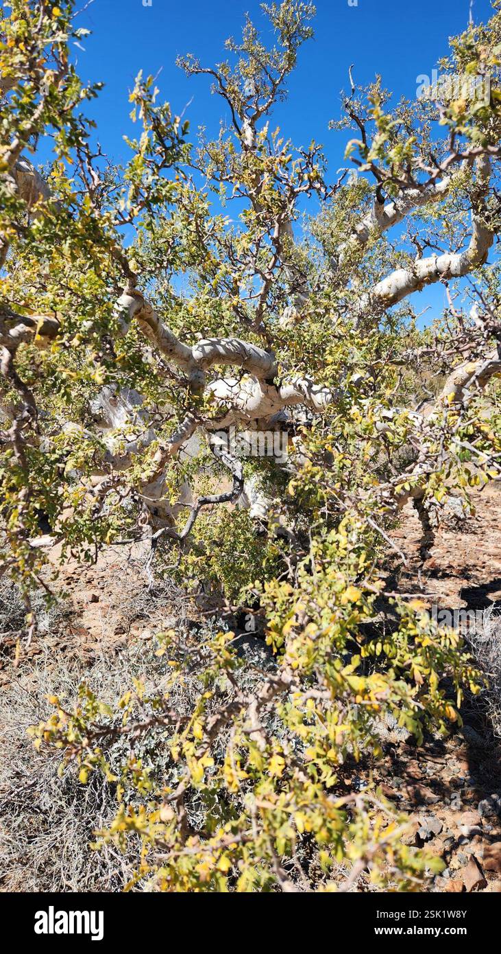 Baja Elephant Tree (Pachycormus discolor), Plantae, Ensenada, MX-BN, MX ...