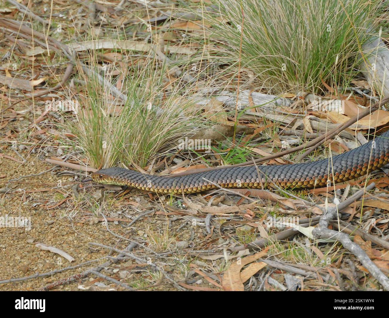 Lowlands Copperhead (Austrelaps superbus), Reptilia, Hobart TAS ...