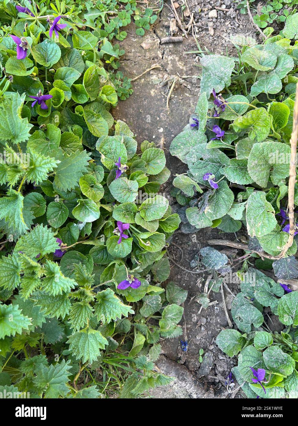 Sweet violet (Viola odorata), Plantae, Repton Grove, Southend-On-Sea ...