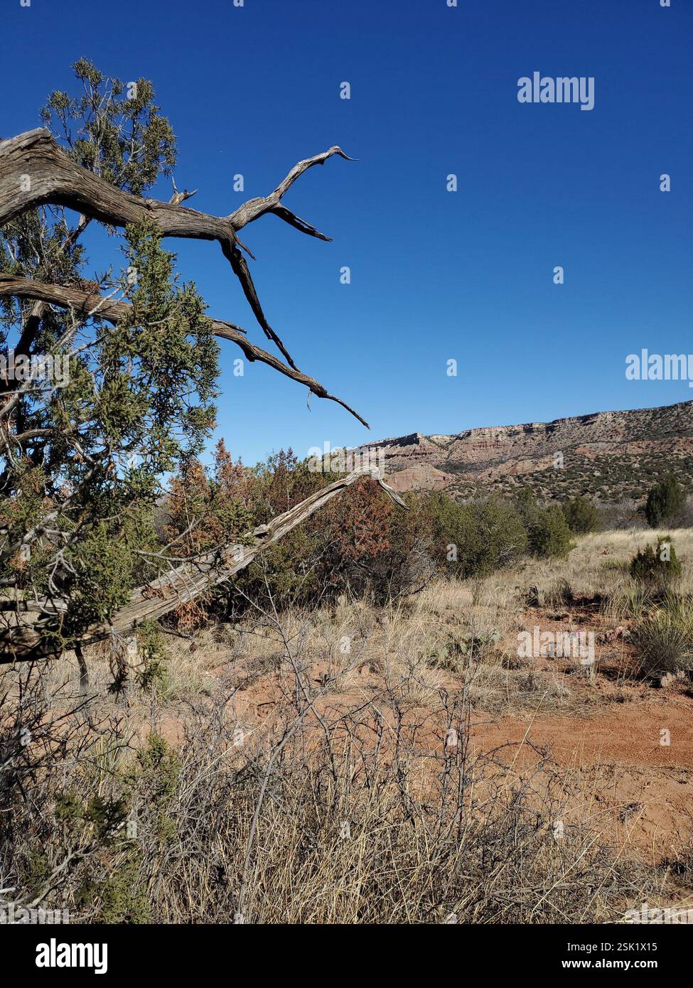 junipers (Juniperus), Plantae, Randall, Texas, United States Stock ...