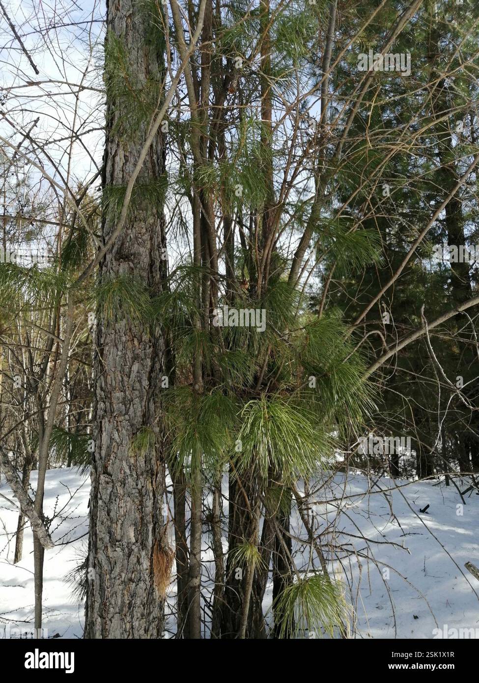Siberian pine (Pinus sibirica), Plantae, Иркутская обл., Россия, 665490 ...