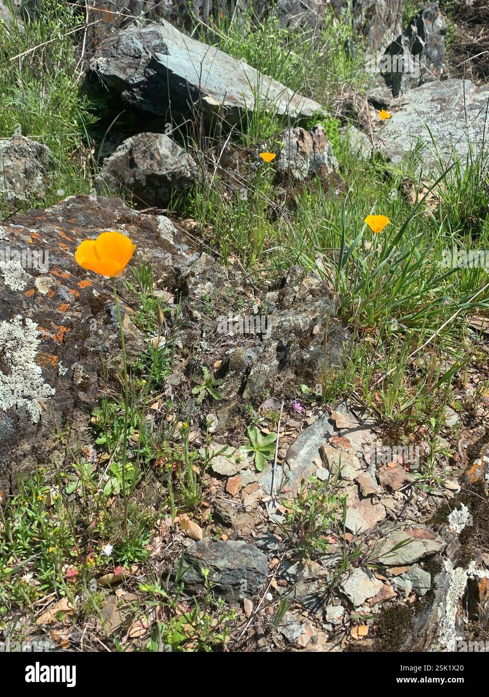 Tufted Poppy (Eschscholzia caespitosa), Plantae, Hidden Falls Regional ...