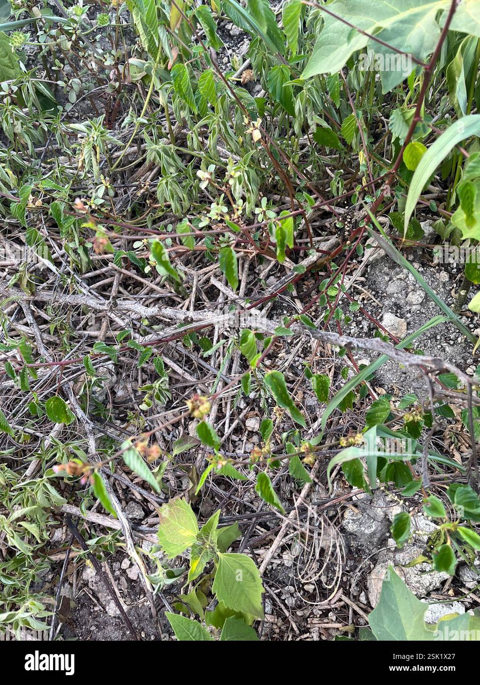 Pyramid Flower (Melochia pyramidata), Plantae, Florida, US Stock Photo ...