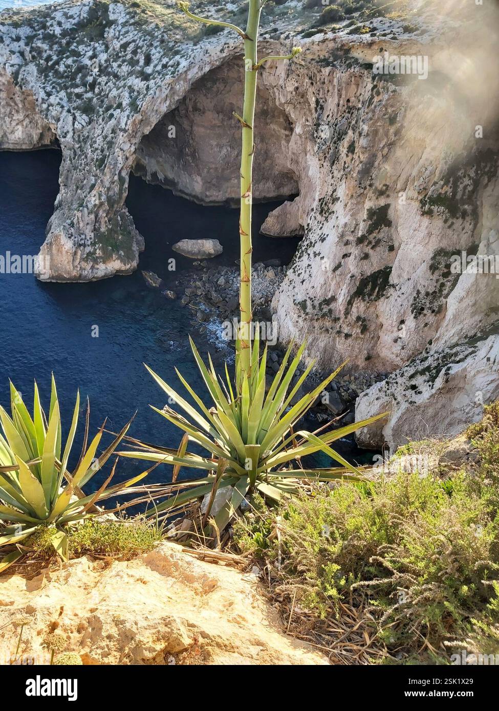sisal (Agave sisalana), Plantae, Panorama, Żurrieq, Malta Stock Photo ...