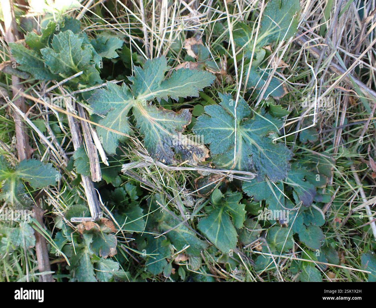 Pacific Sanicle (Sanicula crassicaulis), Plantae, Capital, BC, Canada ...