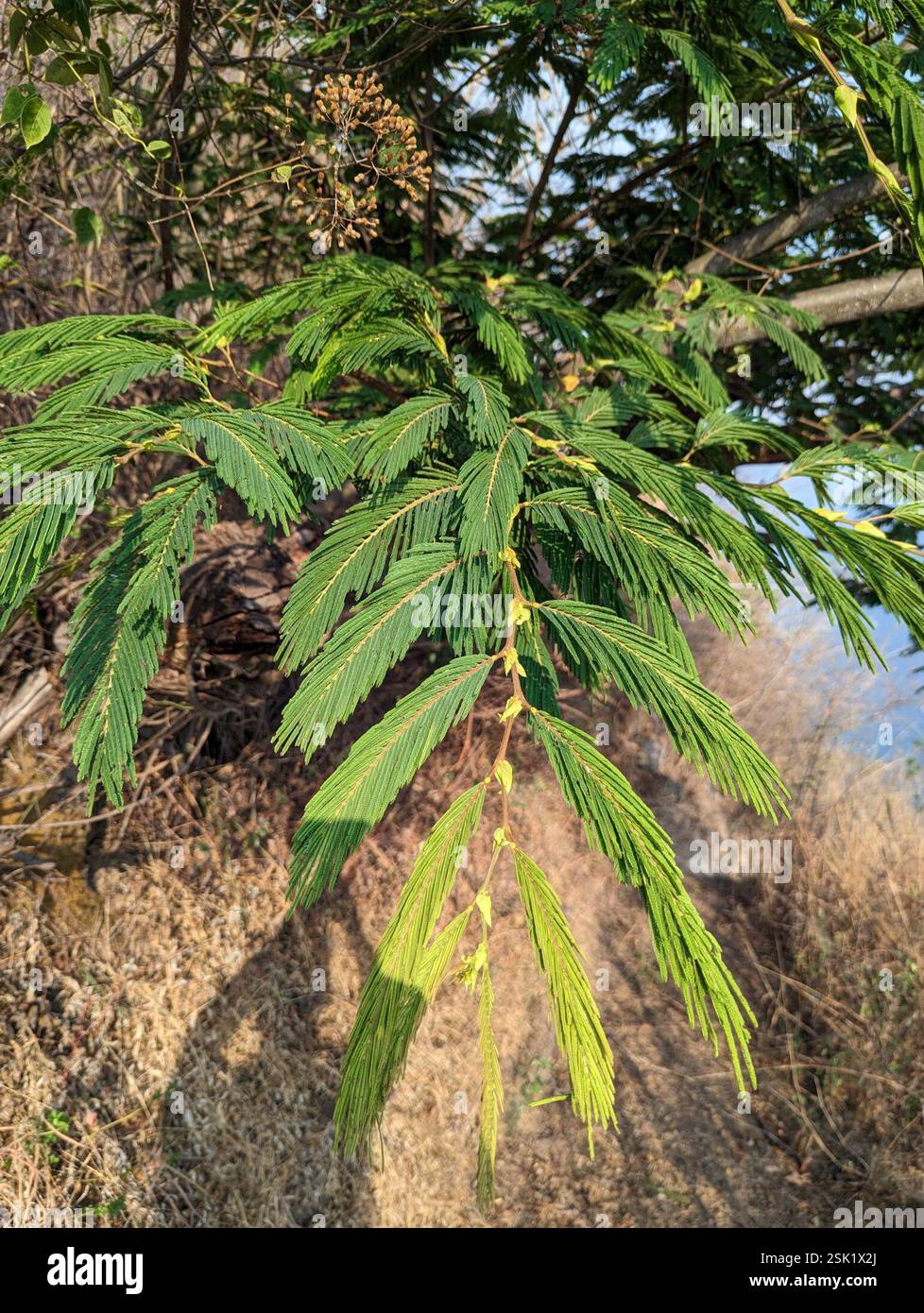 tree calliandra (Calliandra houstoniana), Plantae, Sololá, Guatemala ...
