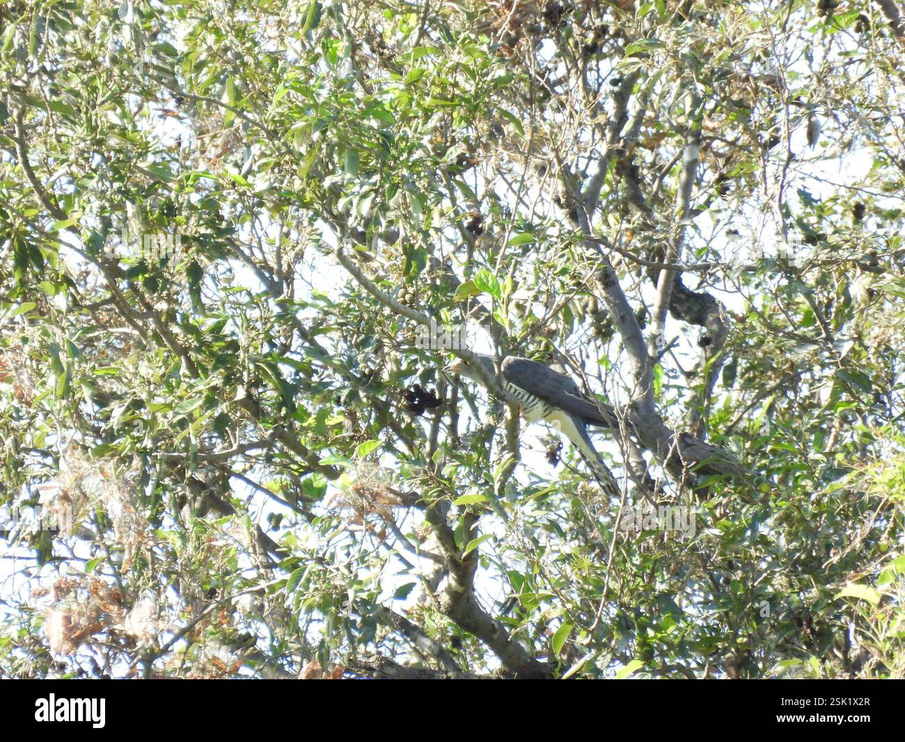 Oriental Cuckoo (Cuculus optatus), Aves, Saitama, JP Stock Photo - Alamy