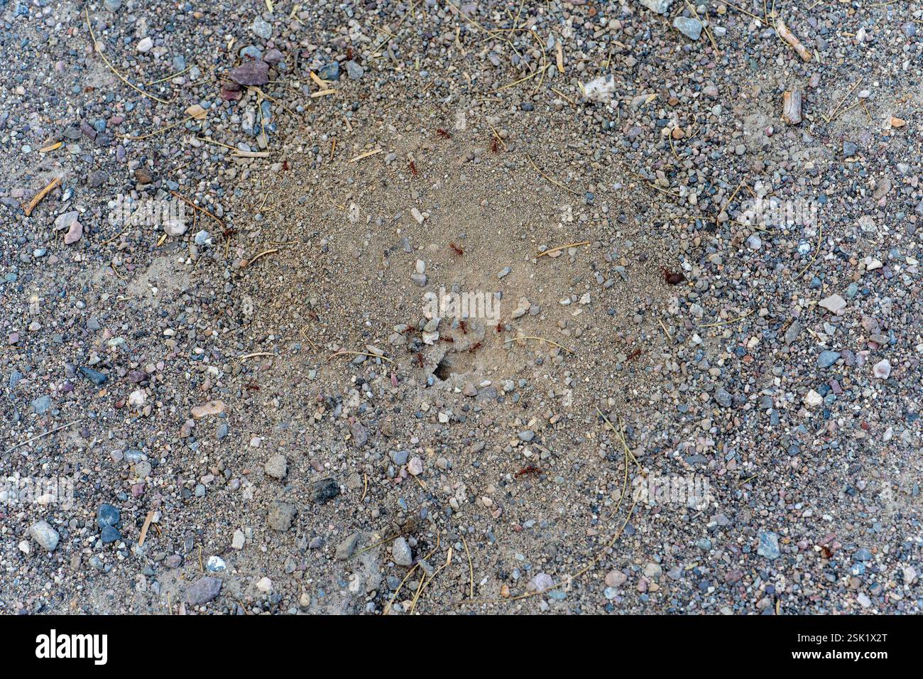 Californicus-group Harvester Ants (Pogonomyrmex californicus), Insecta ...