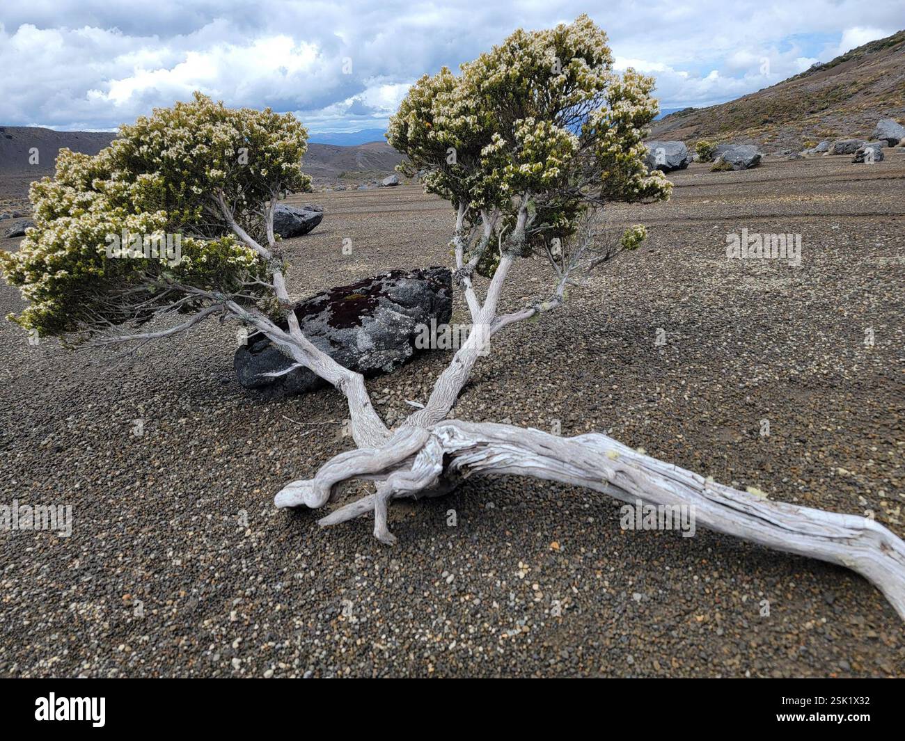 (Olearia nummulariifolia), Plantae, Ohakune 4691, New Zealand Stock ...