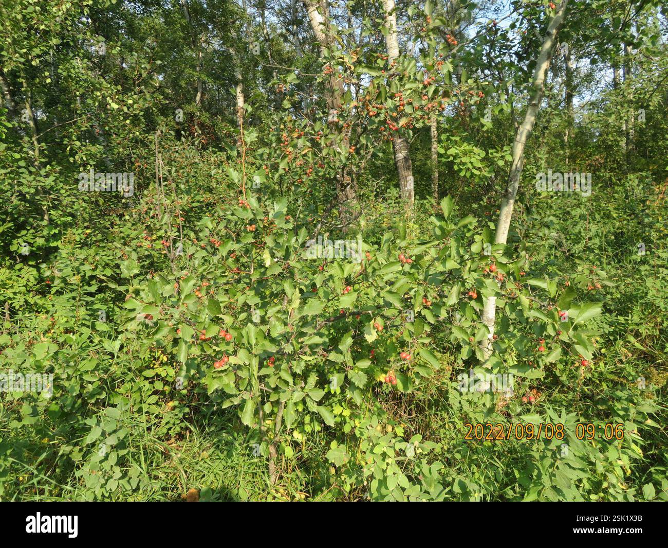 fireberry hawthorn (Crataegus chrysocarpa), Plantae, Wawken No. 93, SK ...