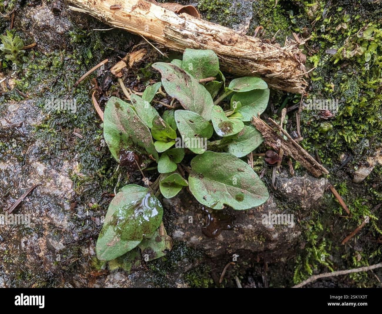 common selfheal (Prunella vulgaris), Plantae, 8PMR+3X, West Vancouver ...