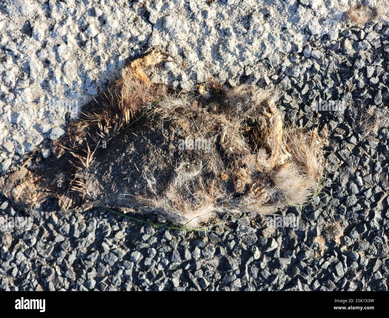 Common Hedgehog (Erinaceus europaeus), Mammalia, Matamata 3471, New ...