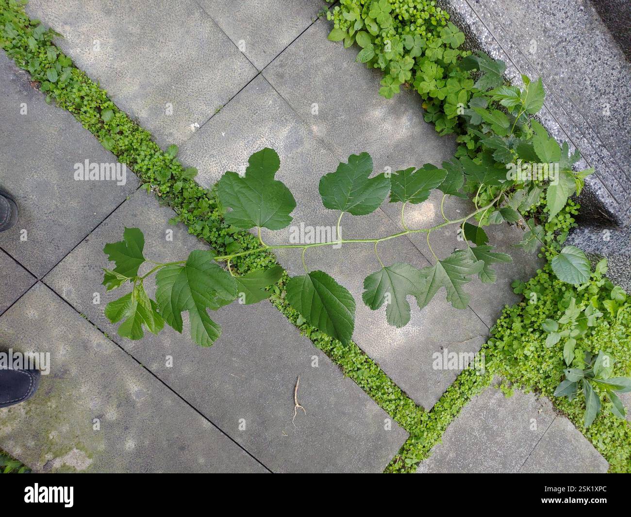 Korean mulberry (Morus indica), Plantae, Xiaobitan, Xindian District ...