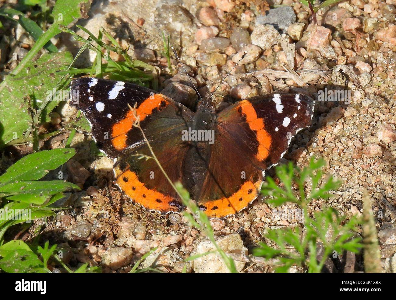 Red Admiral (Vanessa atalanta), Insecta, Challenger Seven Memorial Park ...