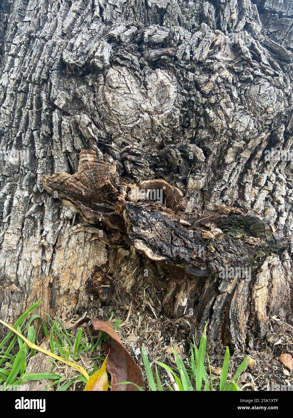 bracket fungi (Polyporaceae), Fungi, Cardiff Ave, Los Angeles, CA, US ...