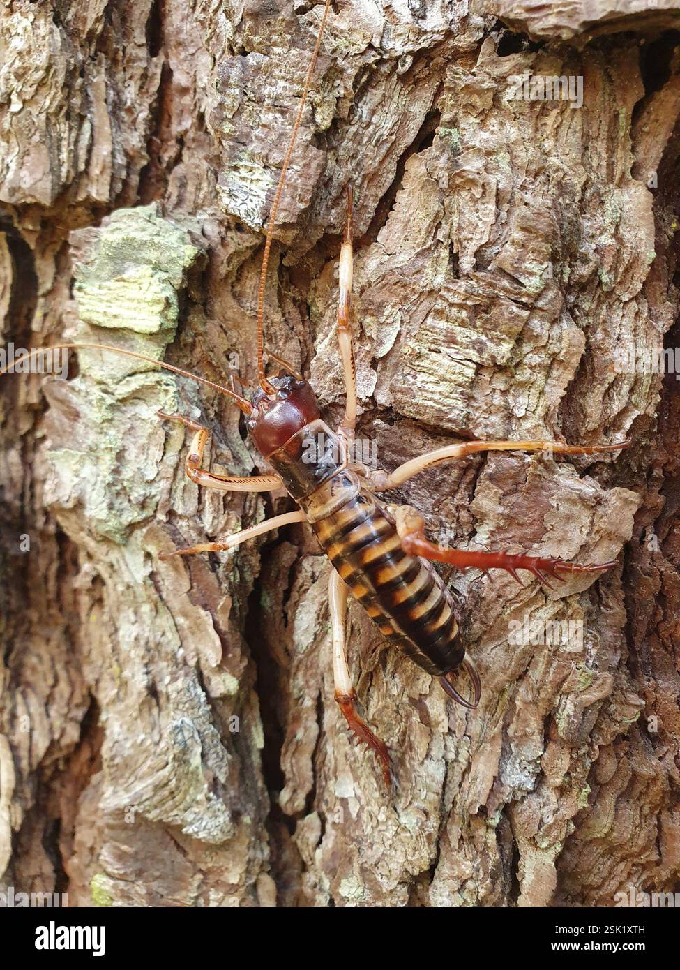 Wellington Tree Wētā (Hemideina crassidens), Insecta, Mākara ...